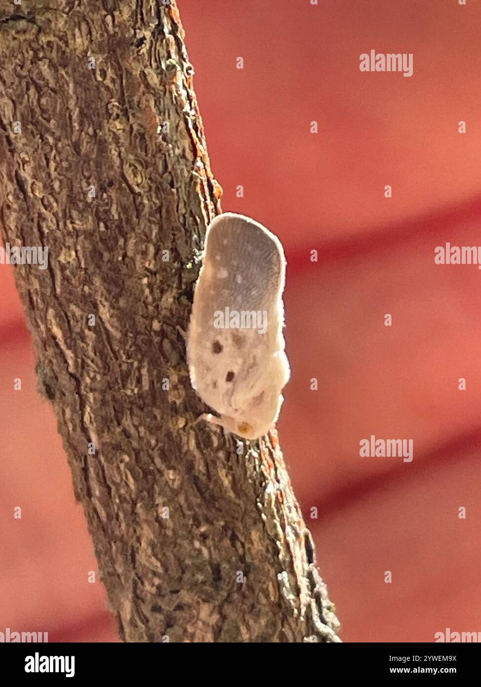Citrus Flatid Planthopper (Metcalfa pruinosa Stock Photo - Alamy