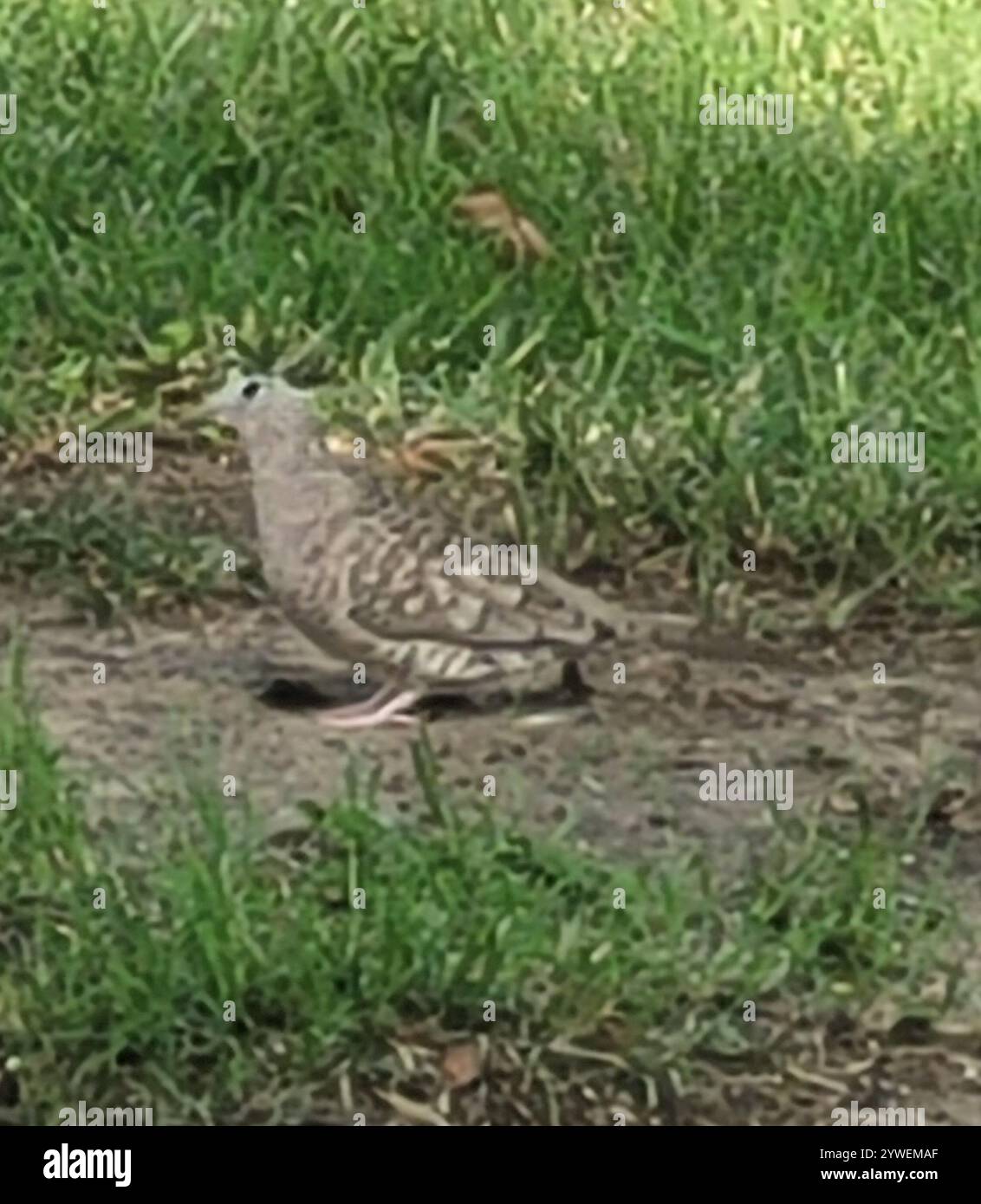 Inca Dove (Columbina inca Stock Photo - Alamy