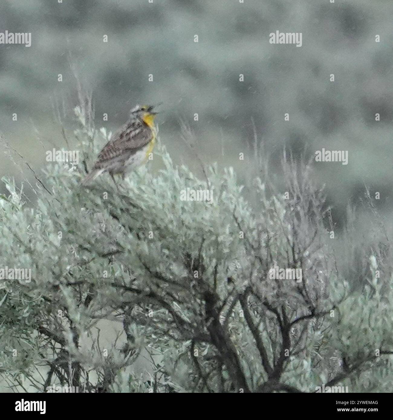 Western Meadowlark (Sturnella neglecta Stock Photo - Alamy