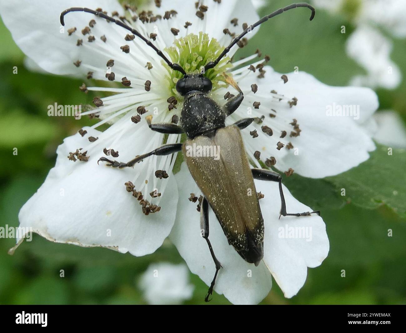 Longhorn Beetles (Cerambycidae Stock Photo - Alamy