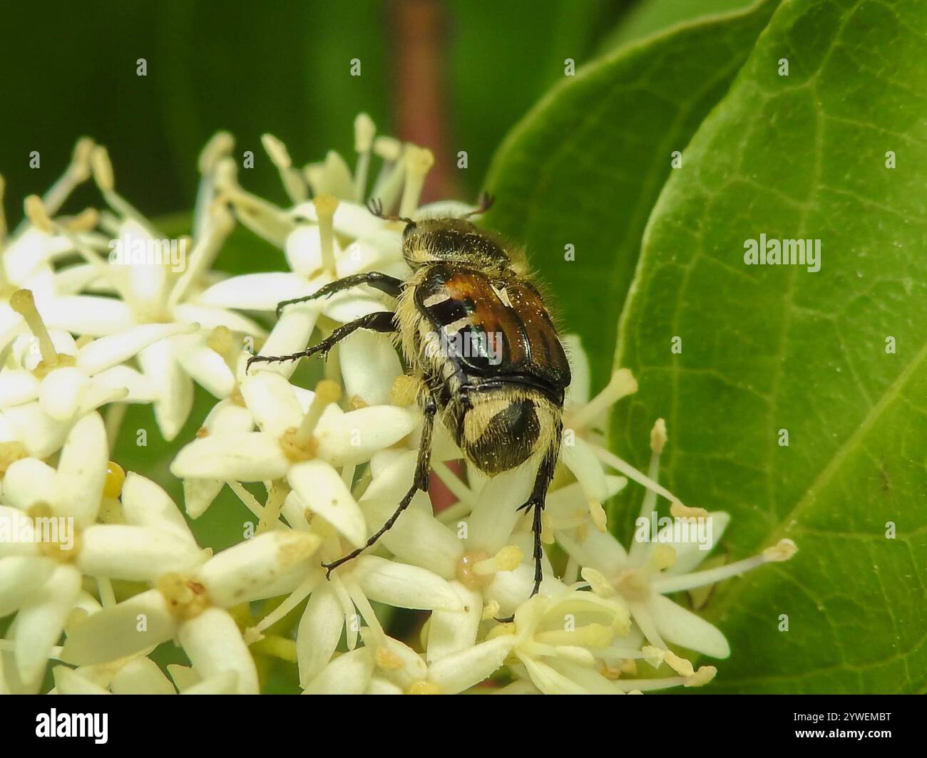 Bee-like Flower Scarab (Trichiotinus piger Stock Photo - Alamy