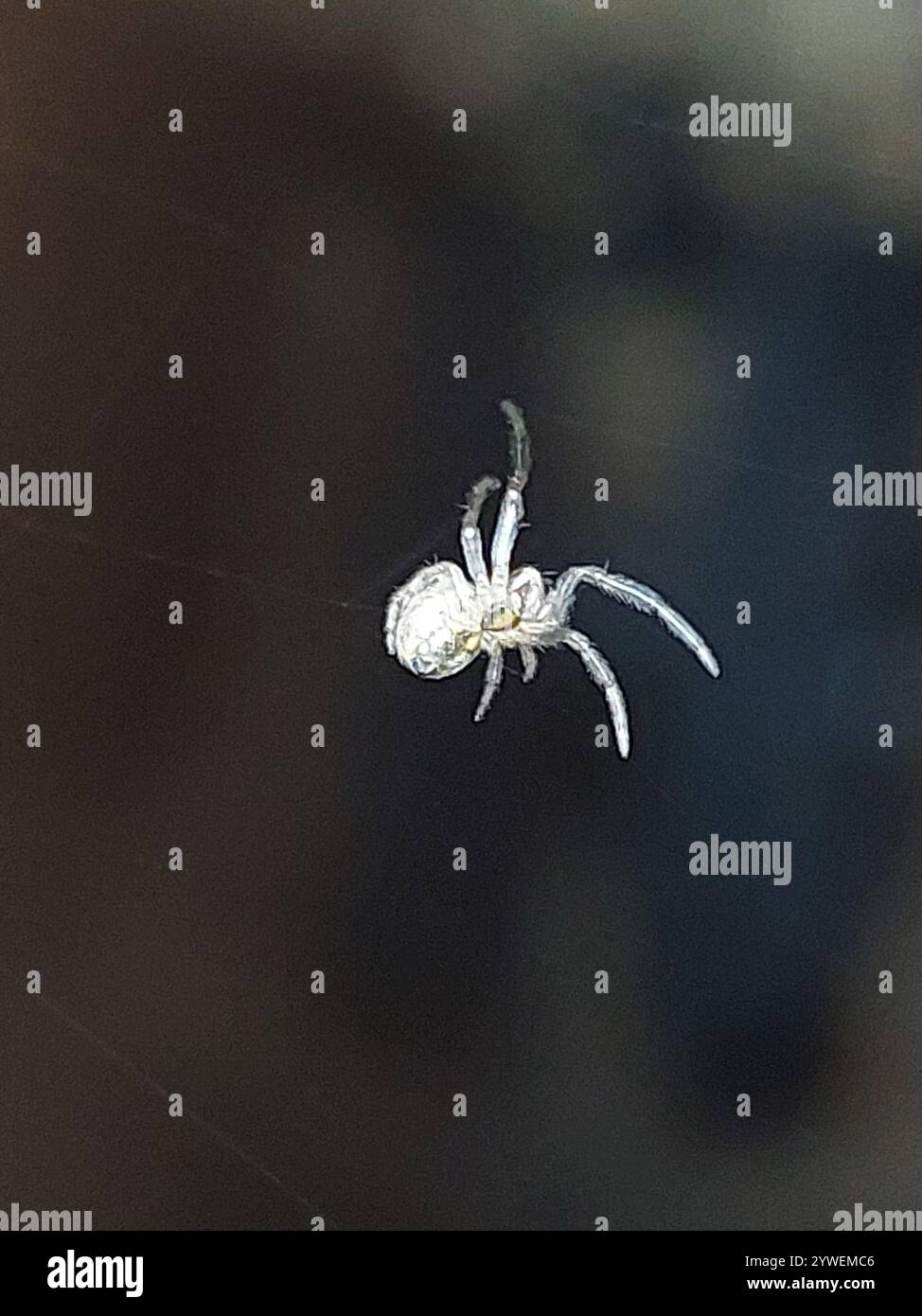 Silver-sided Sector Spider (Zygiella x-notata Stock Photo - Alamy