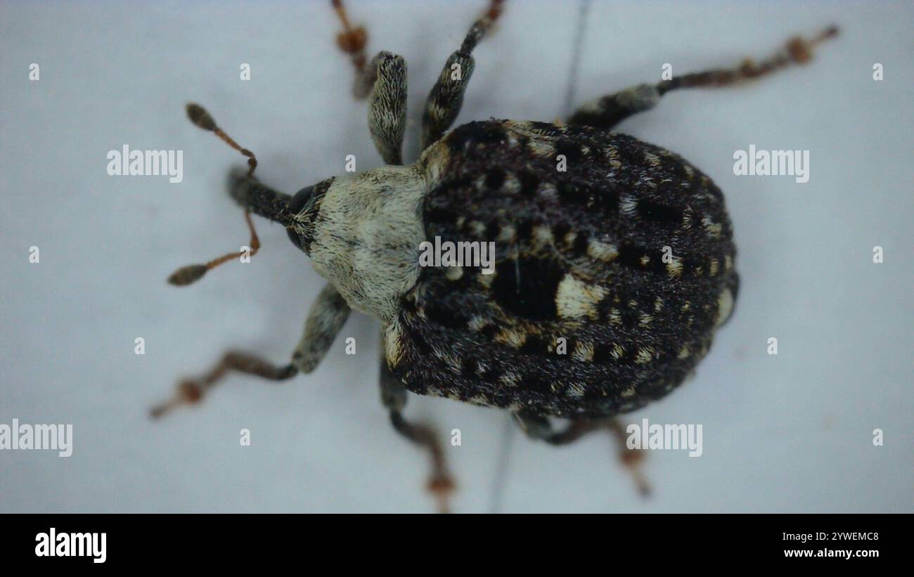 Common Figwort Weevil (Cionus scrophulariae Stock Photo - Alamy