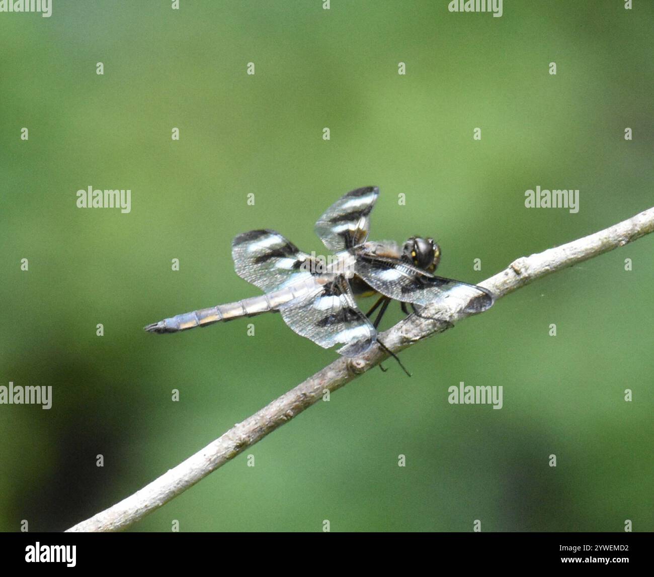 Twelve-spotted Skimmer (Libellula pulchella Stock Photo - Alamy
