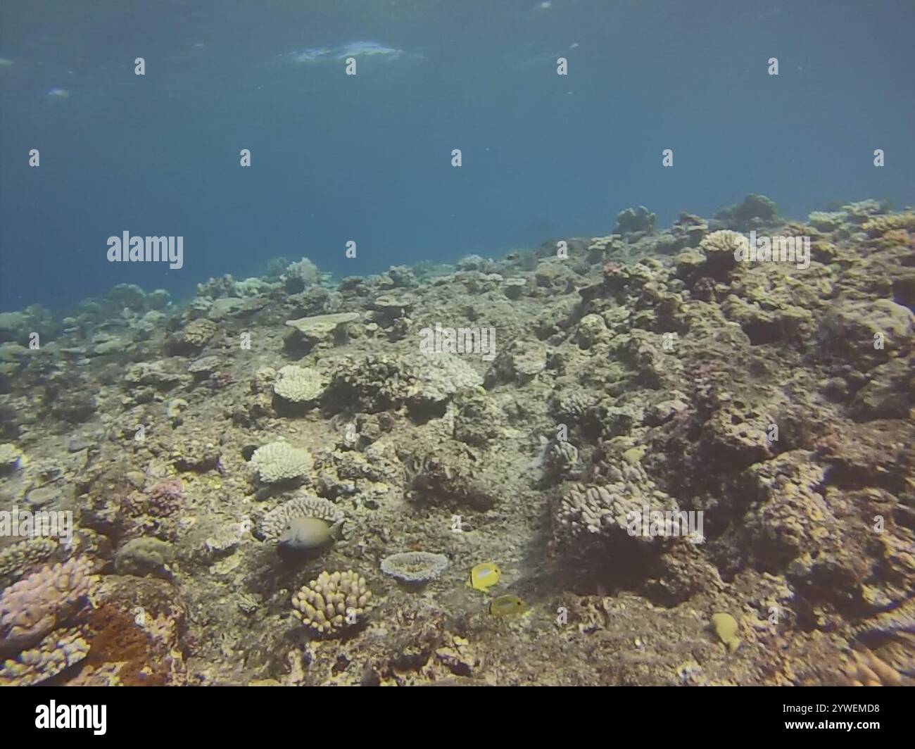 Bluespot Butterflyfish (Chaetodon plebeius Stock Photo - Alamy