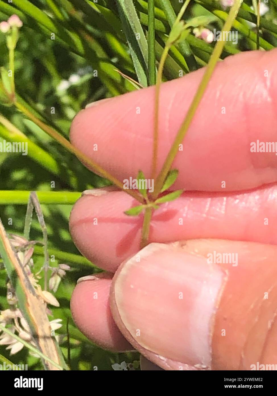 Common Marsh-bedstraw (Galium palustre Stock Photo - Alamy