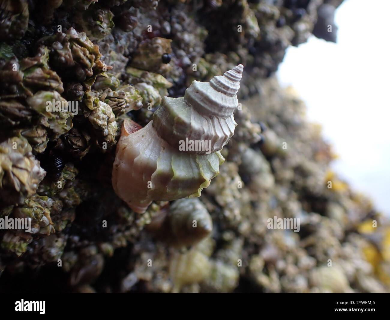 Frilled Dogwinkle (Nucella lamellosa Stock Photo - Alamy
