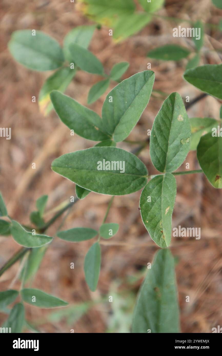 arabian pea (Bituminaria bituminosa Stock Photo - Alamy