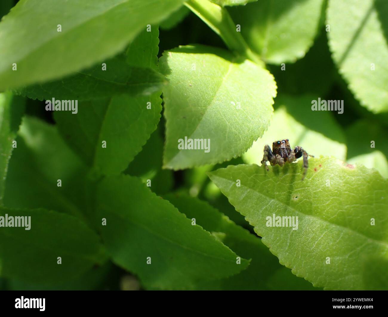 Woodland Jumping Spider (Evarcha falcata Stock Photo - Alamy