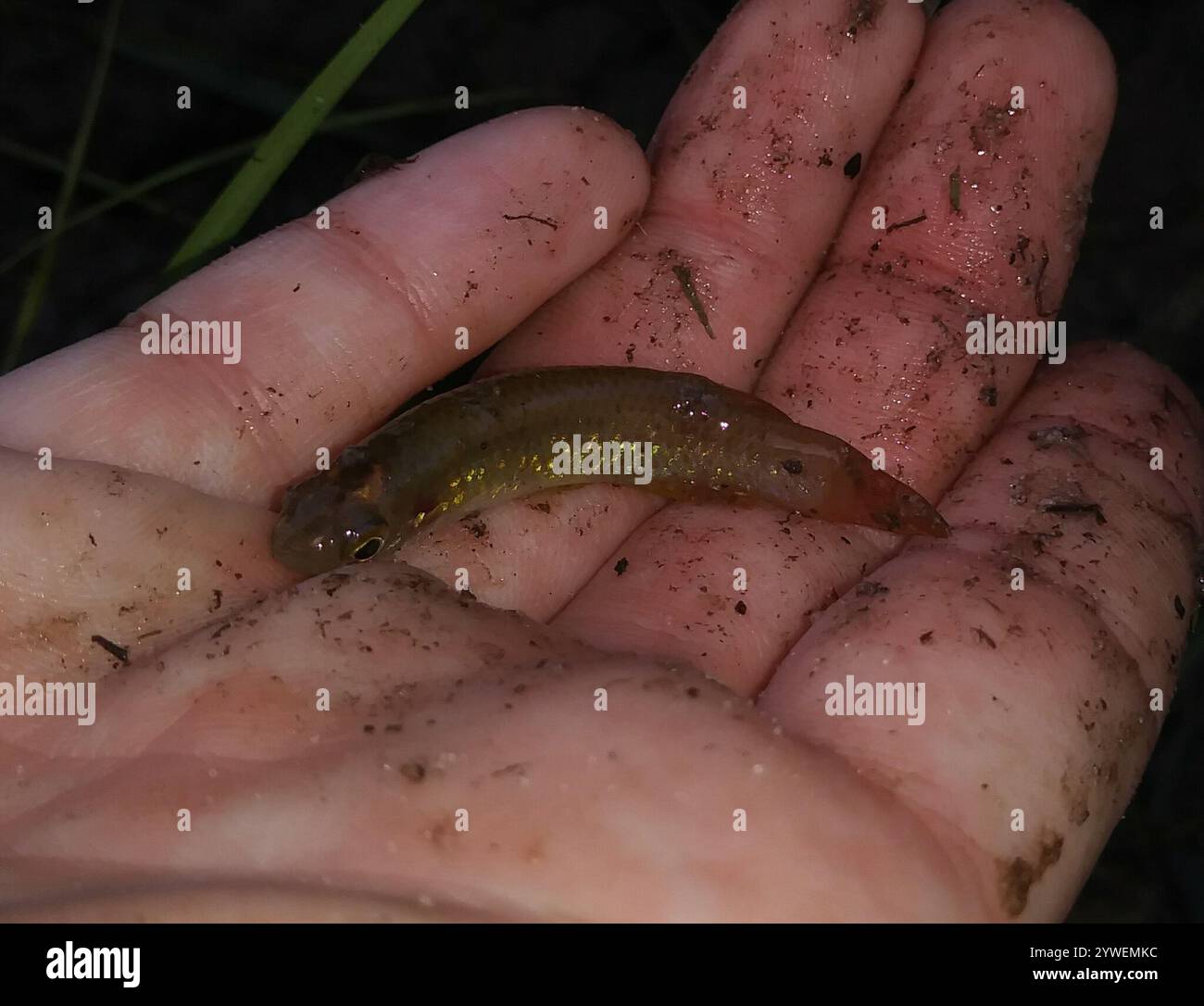 Golden Topminnow (Fundulus chrysotus Stock Photo - Alamy