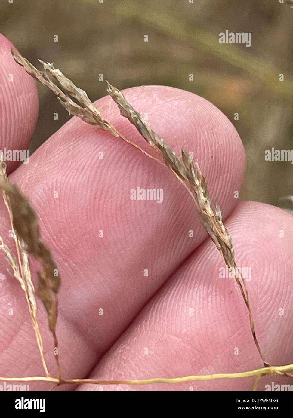 African love grass (Eragrostis curvula Stock Photo - Alamy