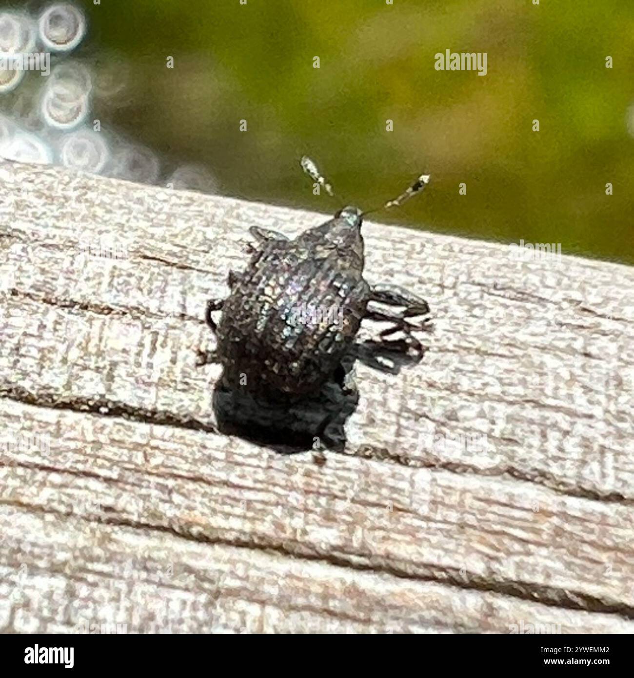 Yellow Poplar Weevil (Odontopus calceatus Stock Photo - Alamy