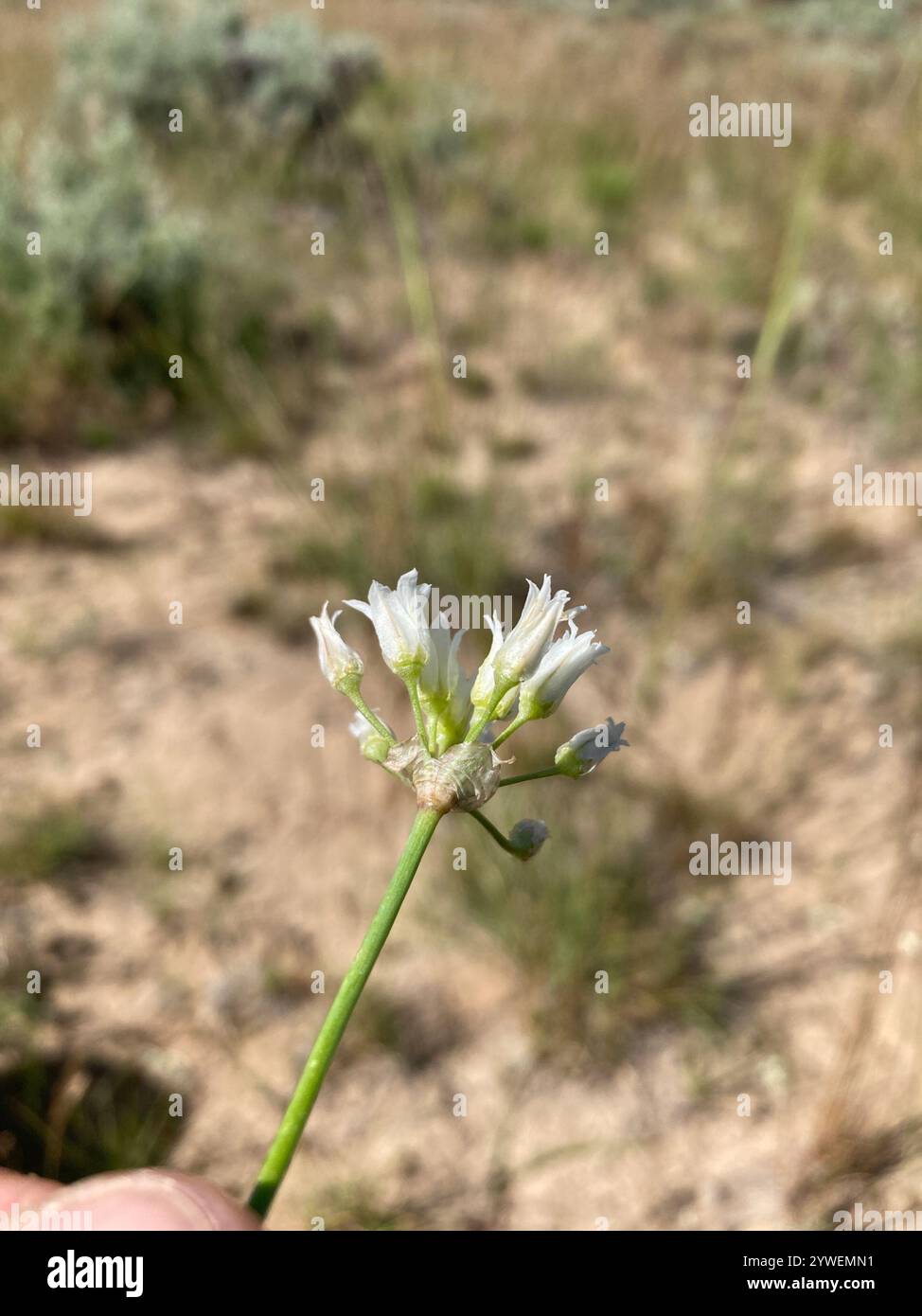 Textile onion (Allium textile Stock Photo - Alamy