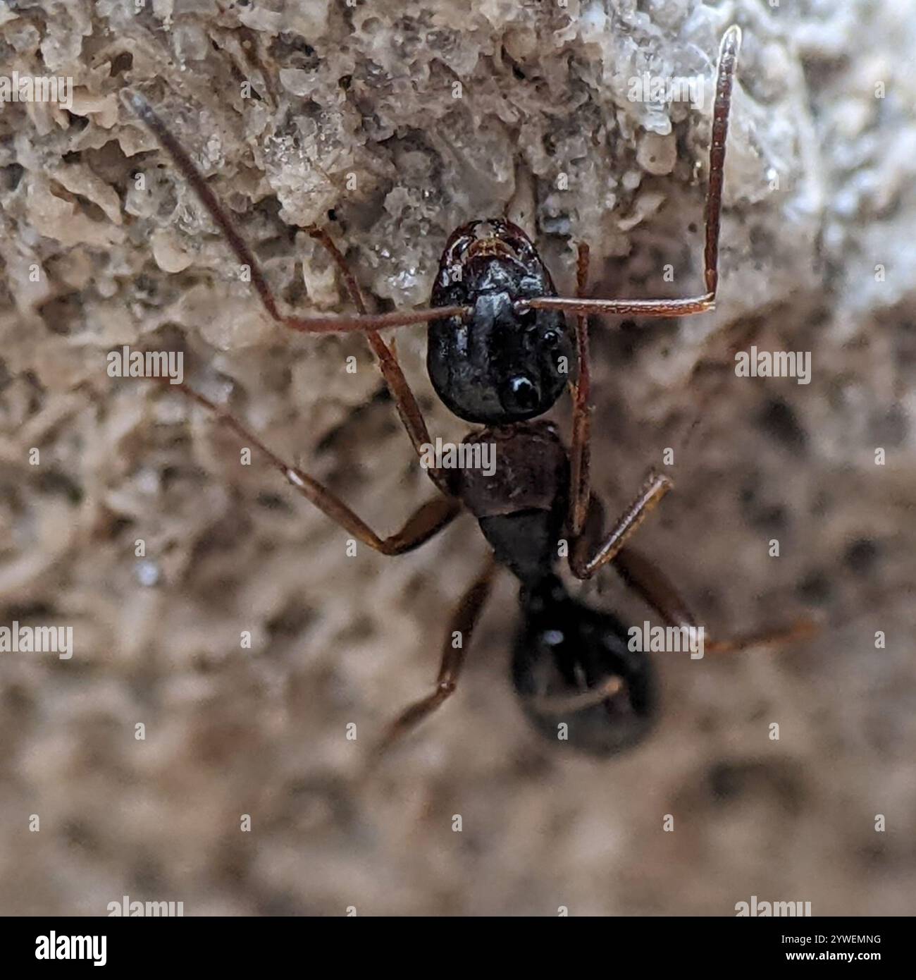 Nearctic Carpenter Ant (Camponotus nearcticus Stock Photo - Alamy