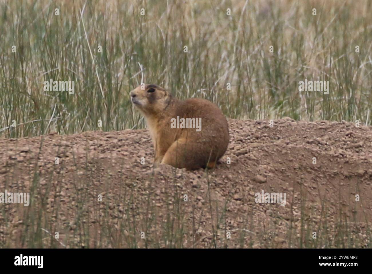Utah Prairie Dog (Cynomys parvidens Stock Photo - Alamy