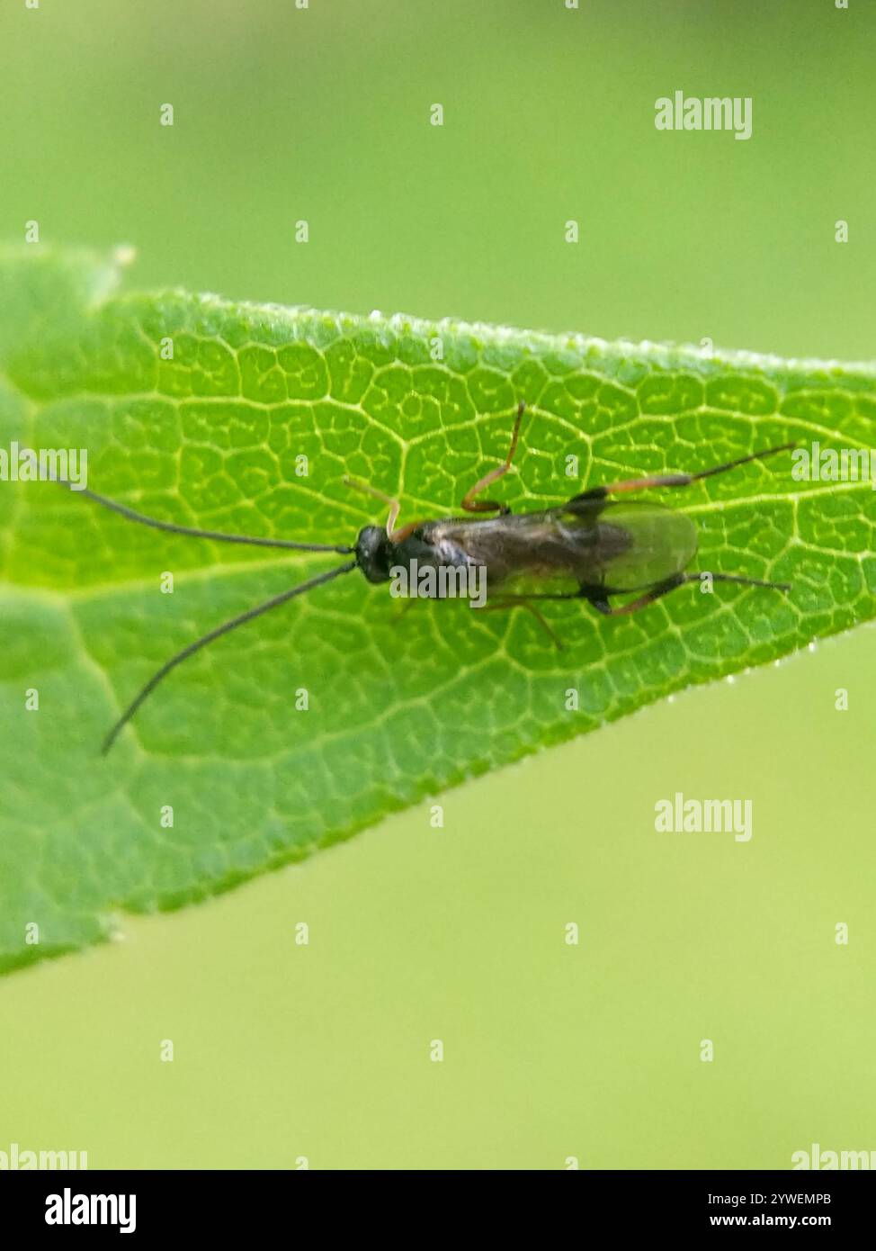 Braconid Wasps (Braconidae Stock Photo - Alamy