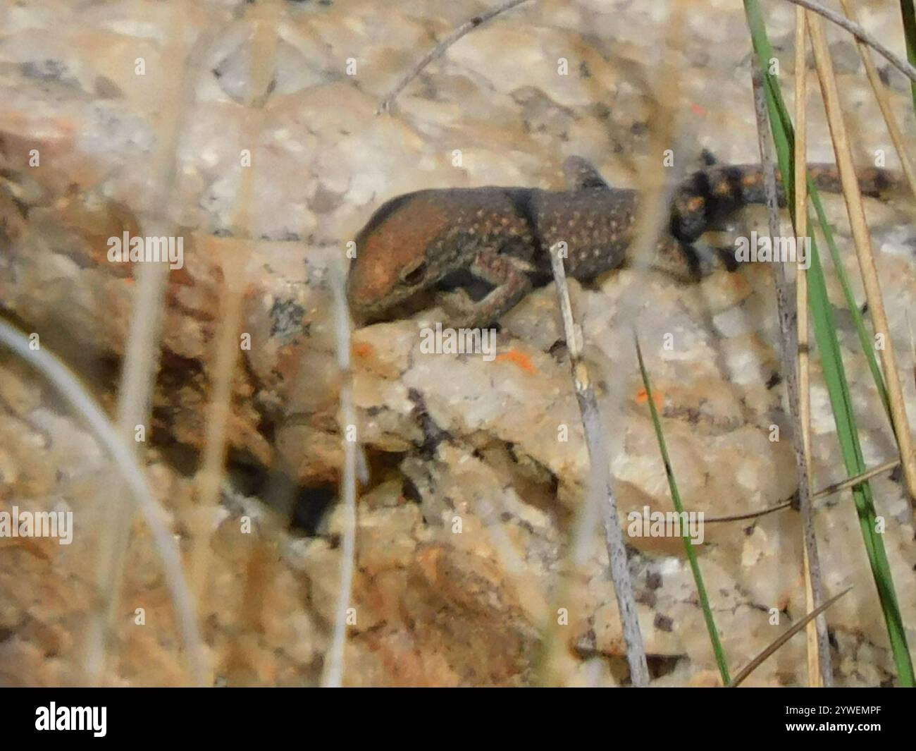 Gecko ocellatus hi-res stock photography and images - Alamy