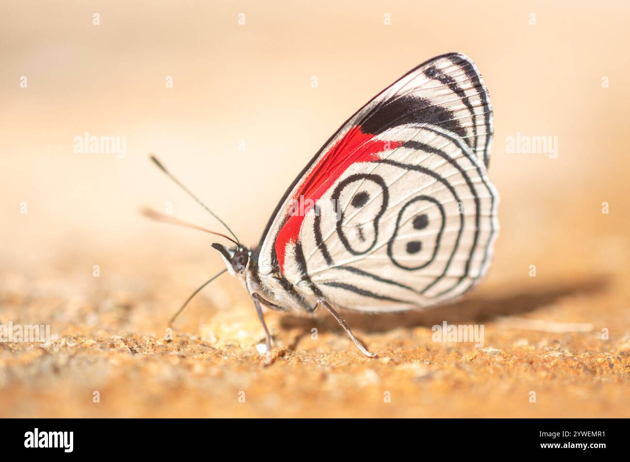 Widespread Eighty-eight (Diaethria clymena Stock Photo - Alamy