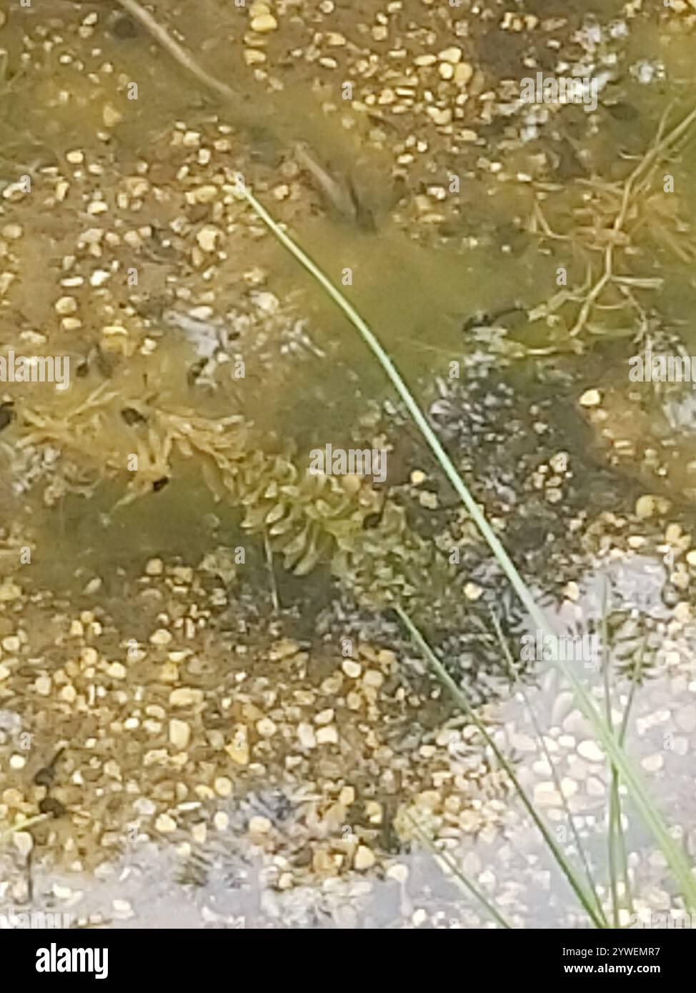Canadian Waterweed (Elodea canadensis Stock Photo - Alamy