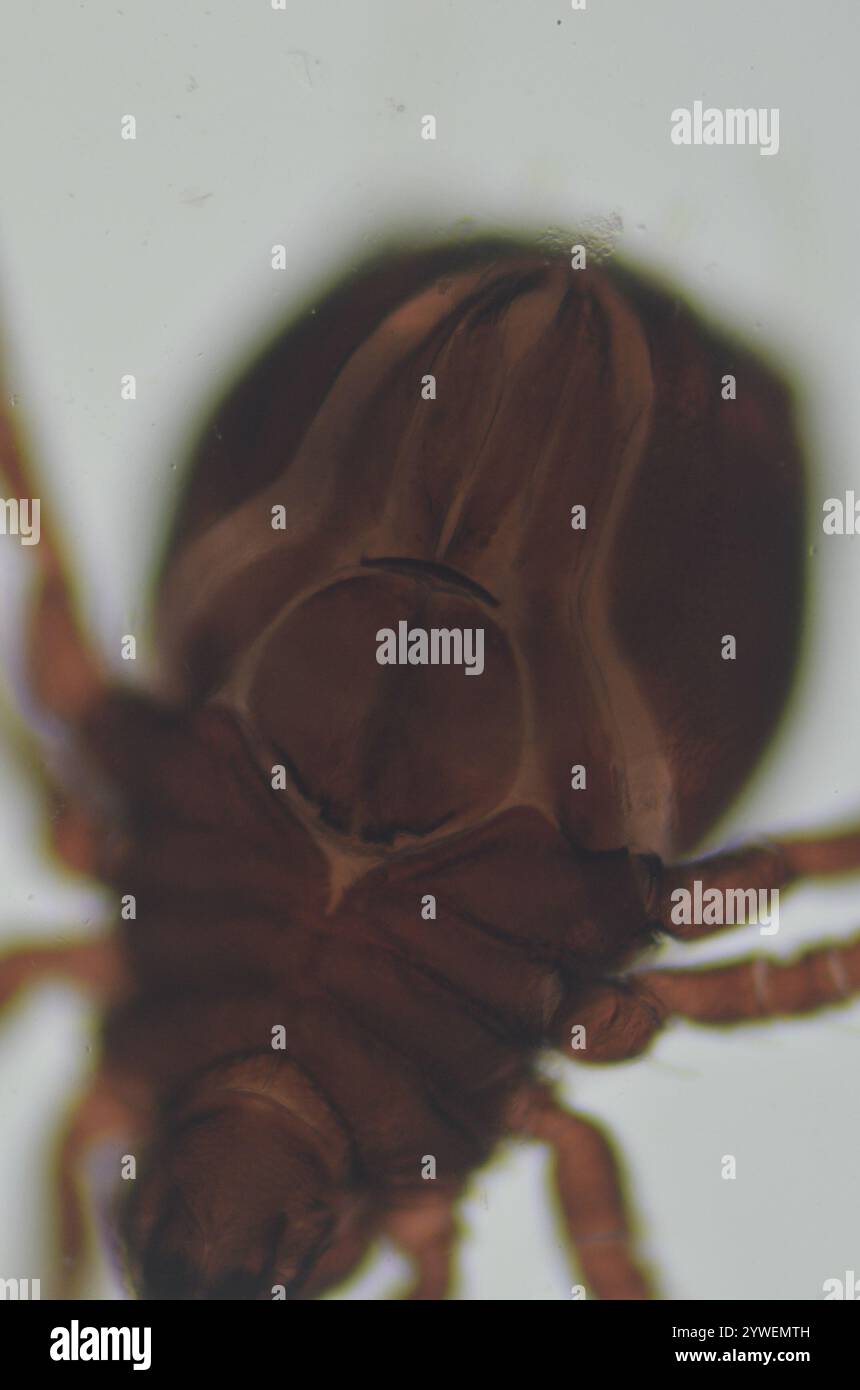 Mites and Ticks (Acari Stock Photo - Alamy