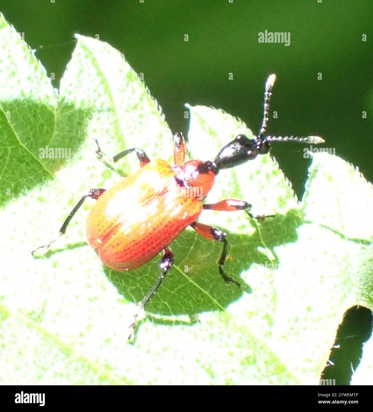 Hazel leaf-roller weevil (Apoderus coryli Stock Photo - Alamy