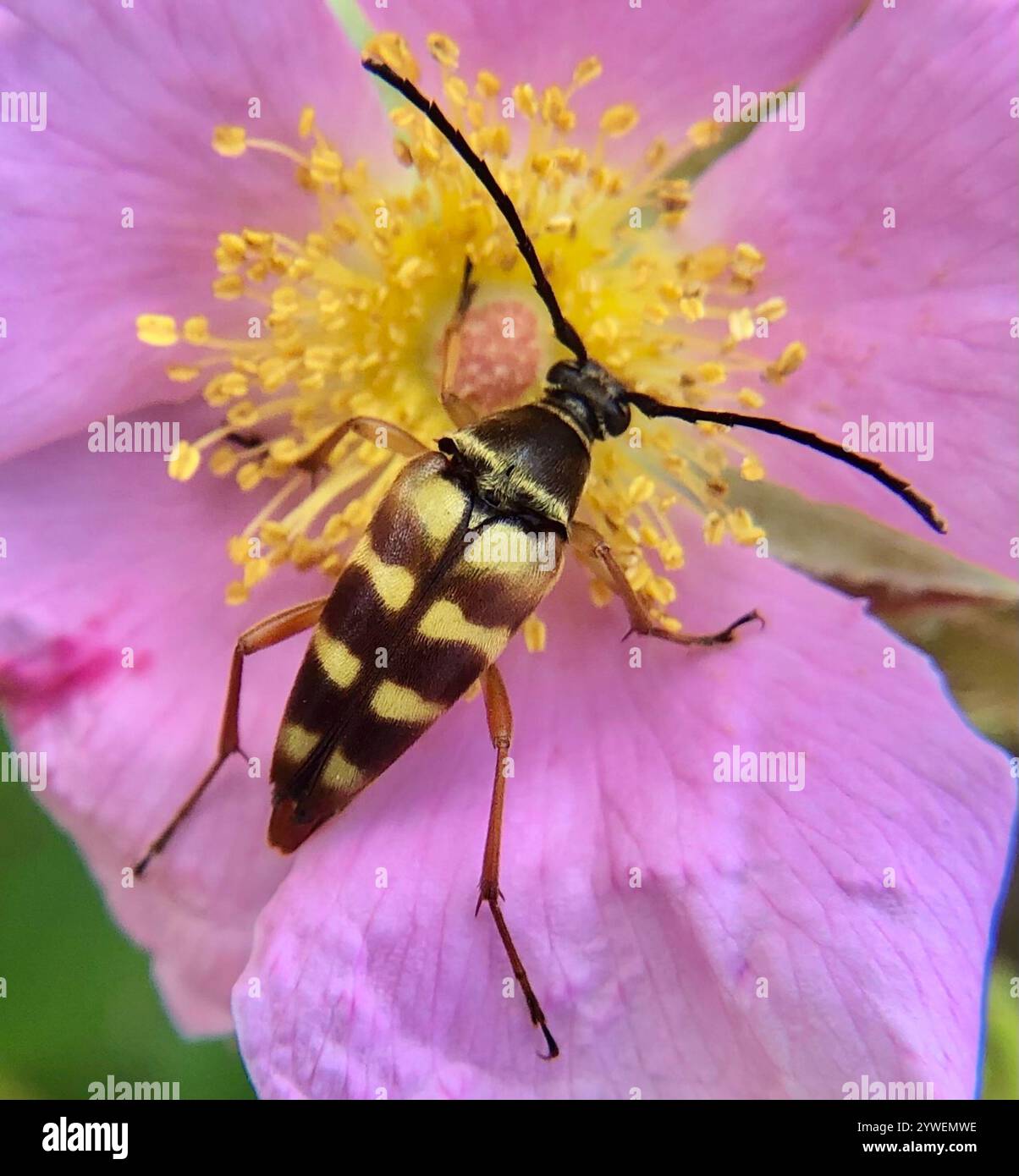 Banded Longhorn Beetle (Typocerus velutinus Stock Photo - Alamy