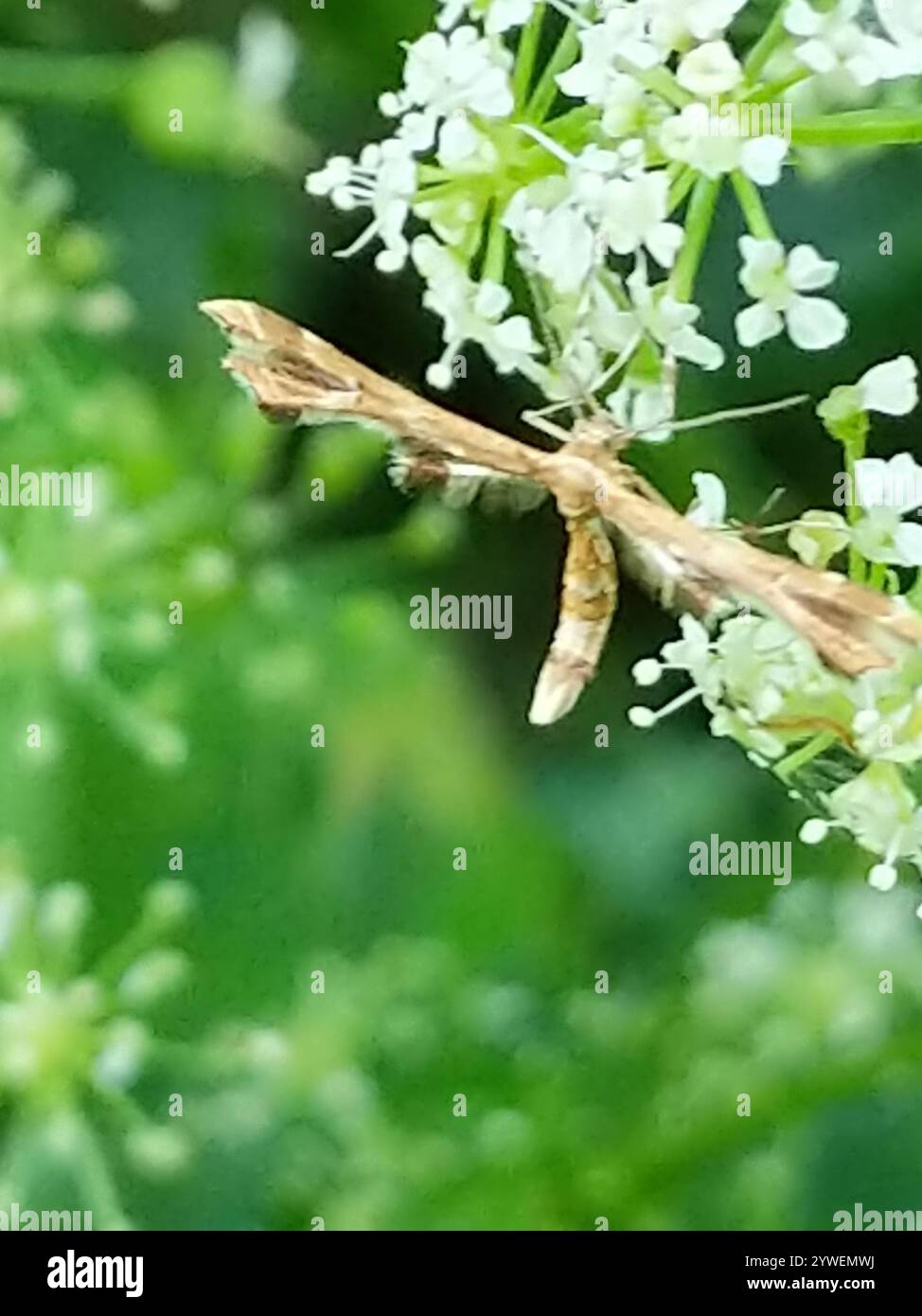 Grape and Sheppard's Plume Moths (Geina periscelidactylus Stock Photo ...