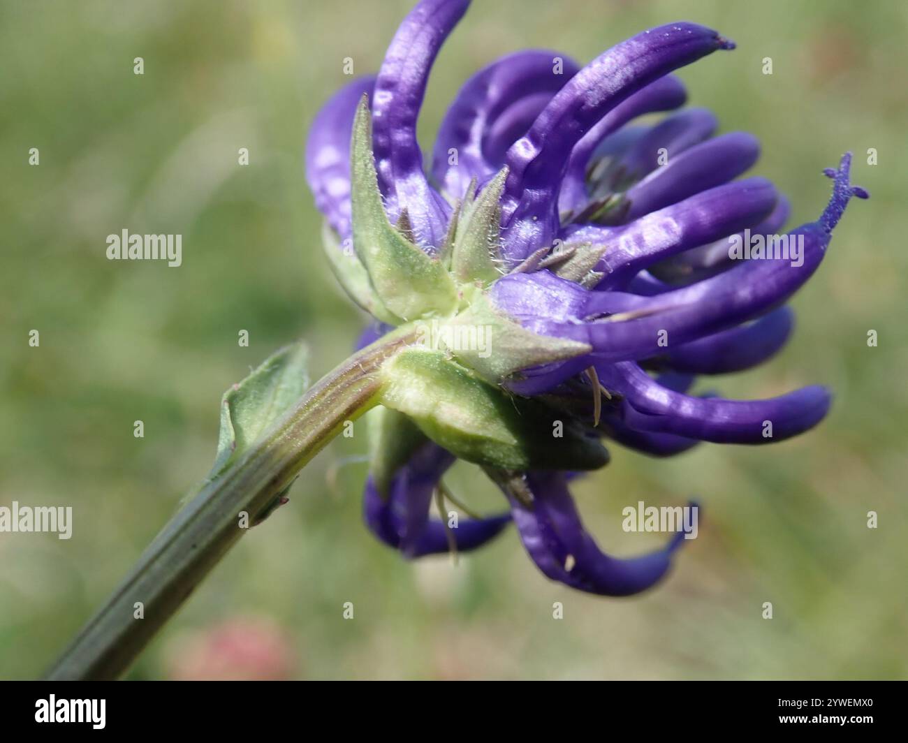 Round-headed Rampion (Phyteuma orbiculare Stock Photo - Alamy