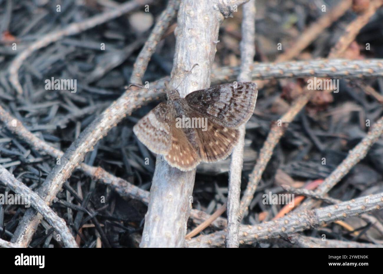 Icelus hi-res stock photography and images - Alamy