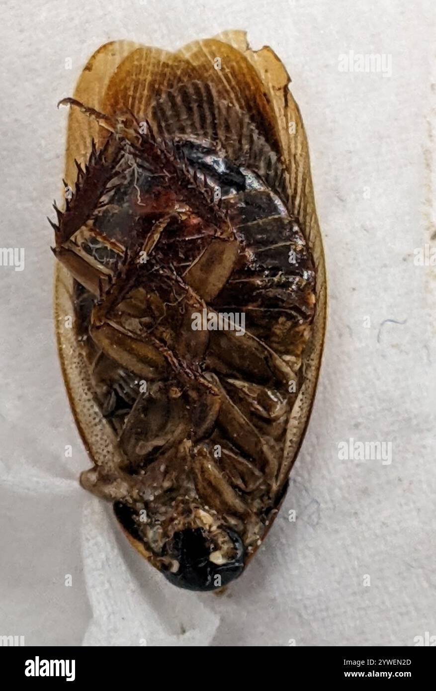 Surinam Cockroach (Pycnoscelus surinamensis Stock Photo - Alamy