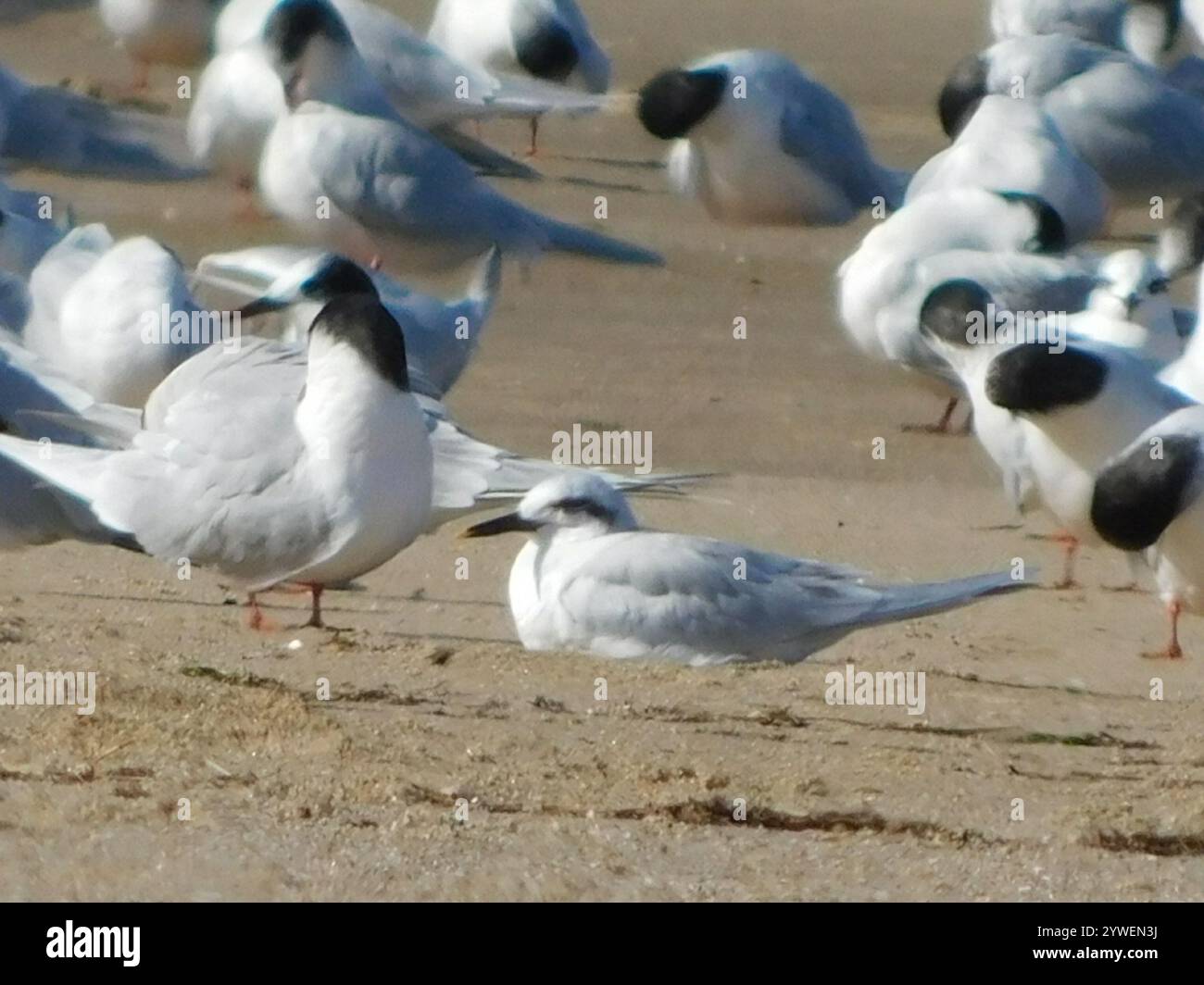 Snowy-crowned Tern (Sterna trudeaui Stock Photo - Alamy