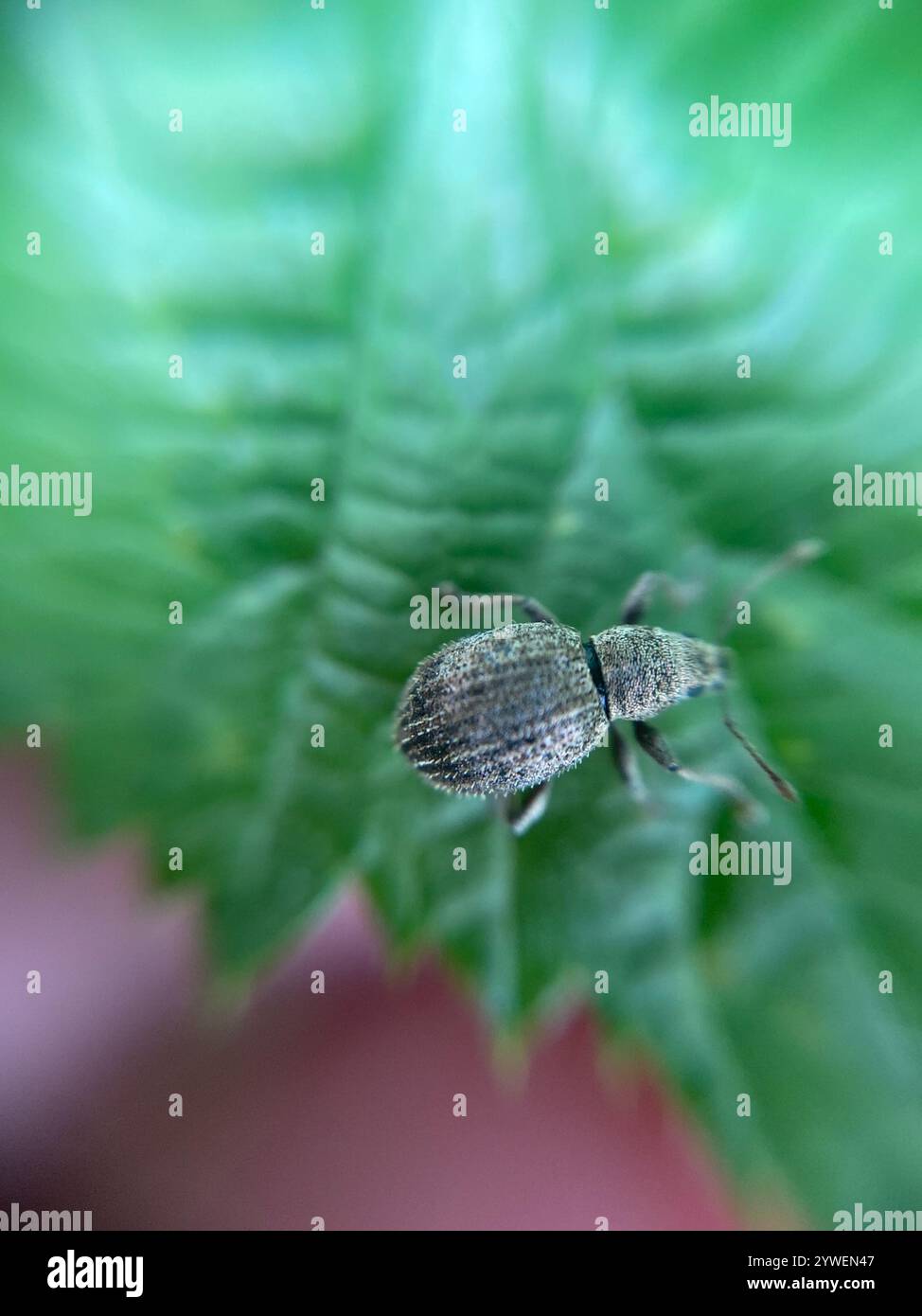 Strawberry Root Weevil (Sciaphilus asperatus Stock Photo - Alamy