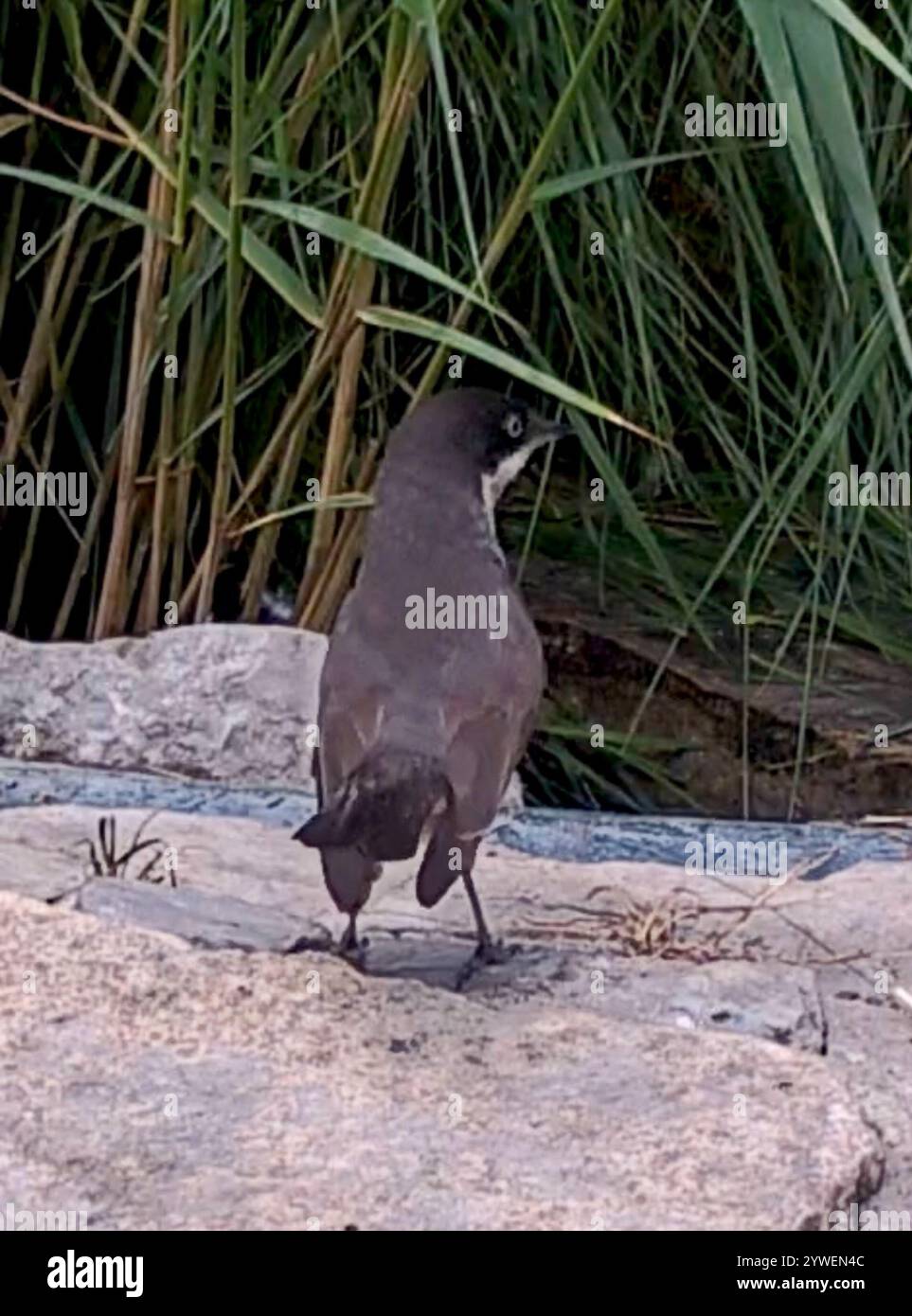 Western Orphean Warbler (Curruca hortensis Stock Photo - Alamy