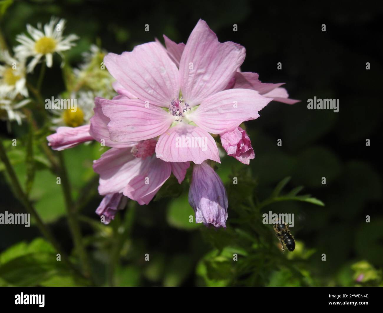 musk mallow (Malva moschata Stock Photo - Alamy