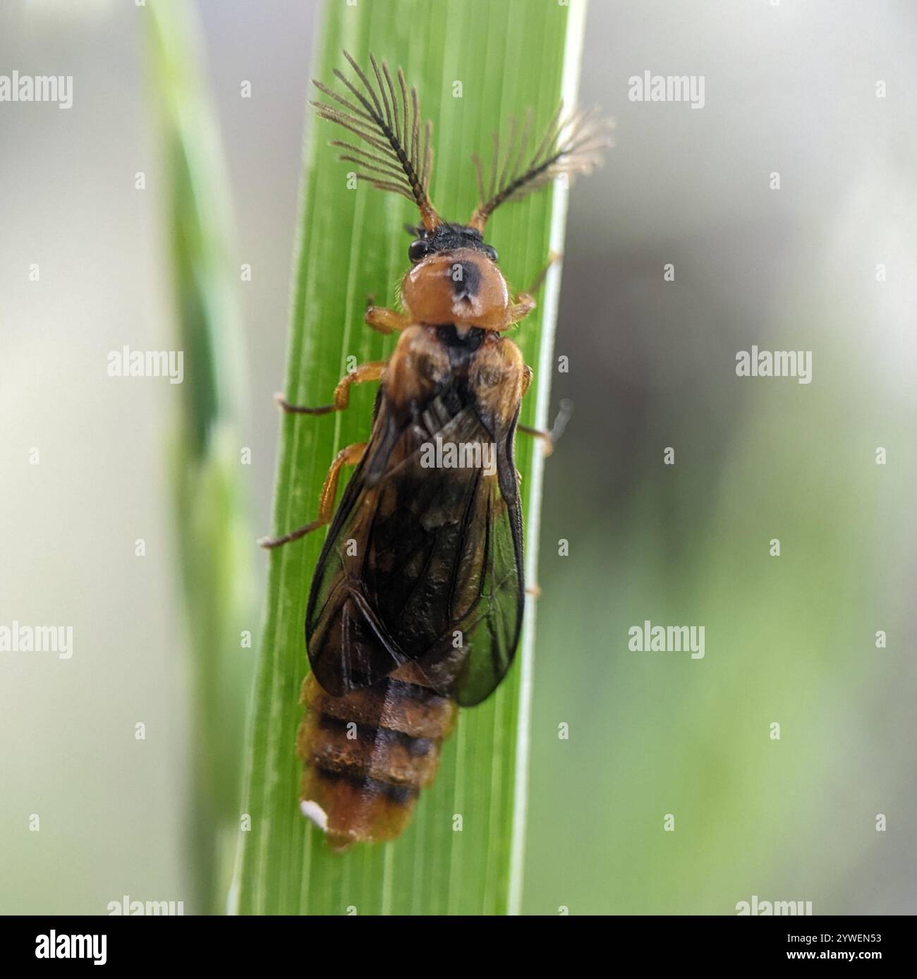 Phengodes hi-res stock photography and images - Alamy