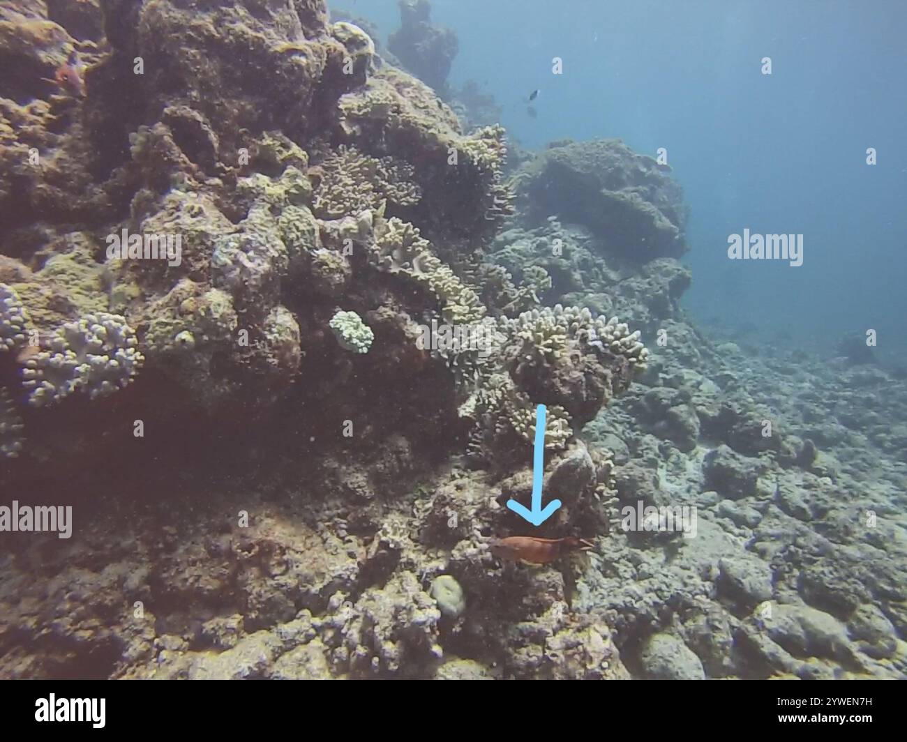 Urodeta hi-res stock photography and images - Alamy