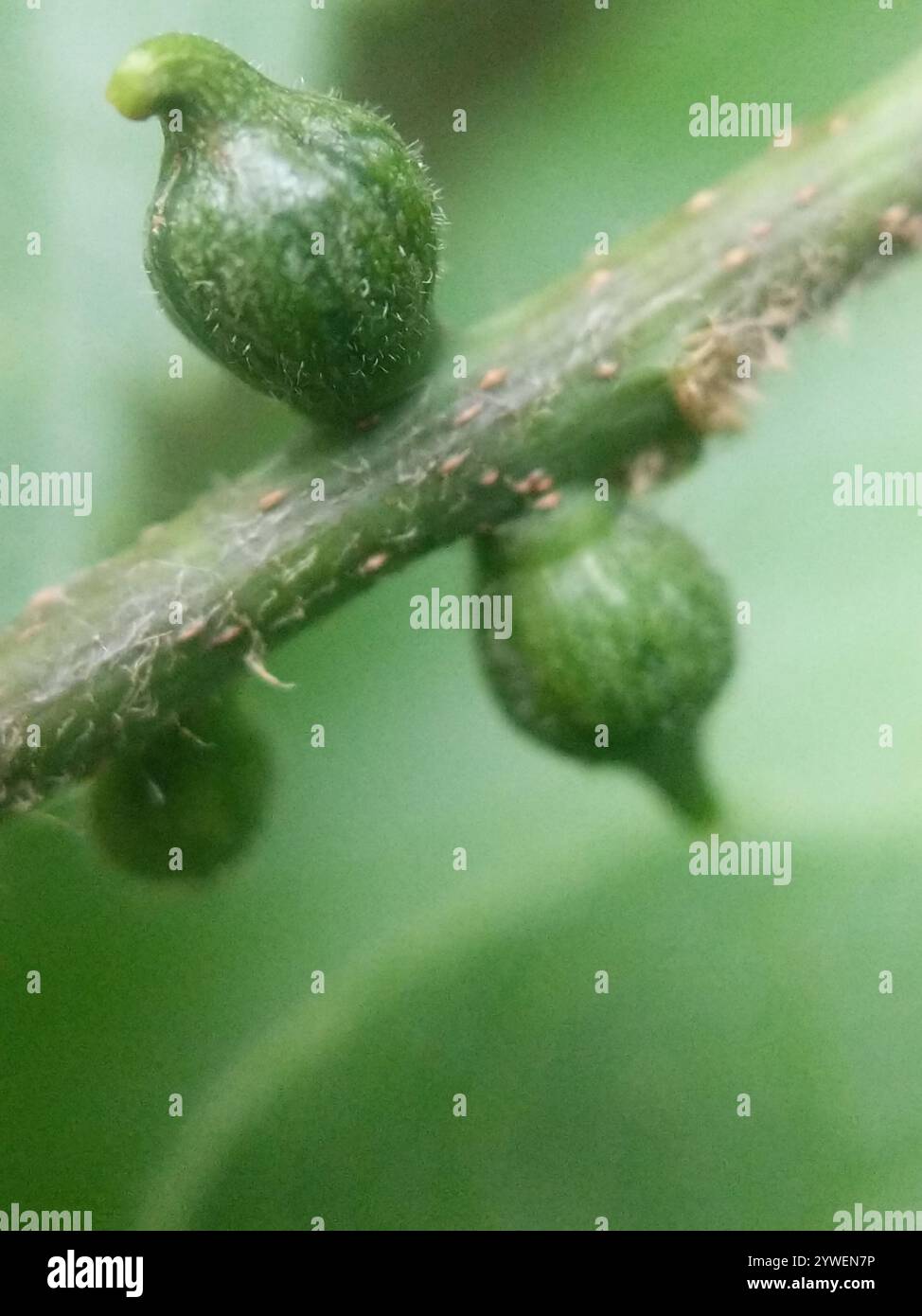 Hackberry Tenpin Gall Midge (Celticecis ovata Stock Photo - Alamy
