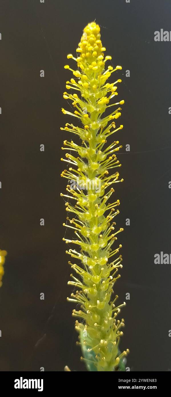 Almond Willow (Salix triandra Stock Photo - Alamy