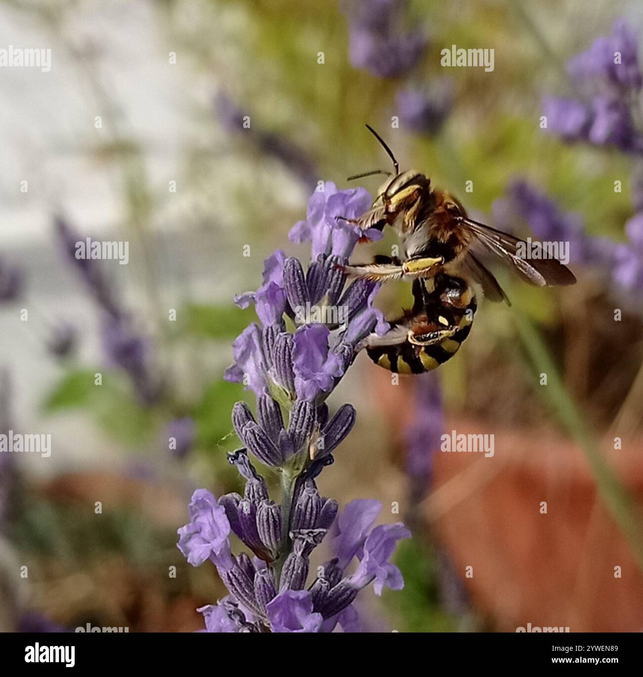 Florentine Woolcarder Bee (Anthidium florentinum Stock Photo - Alamy