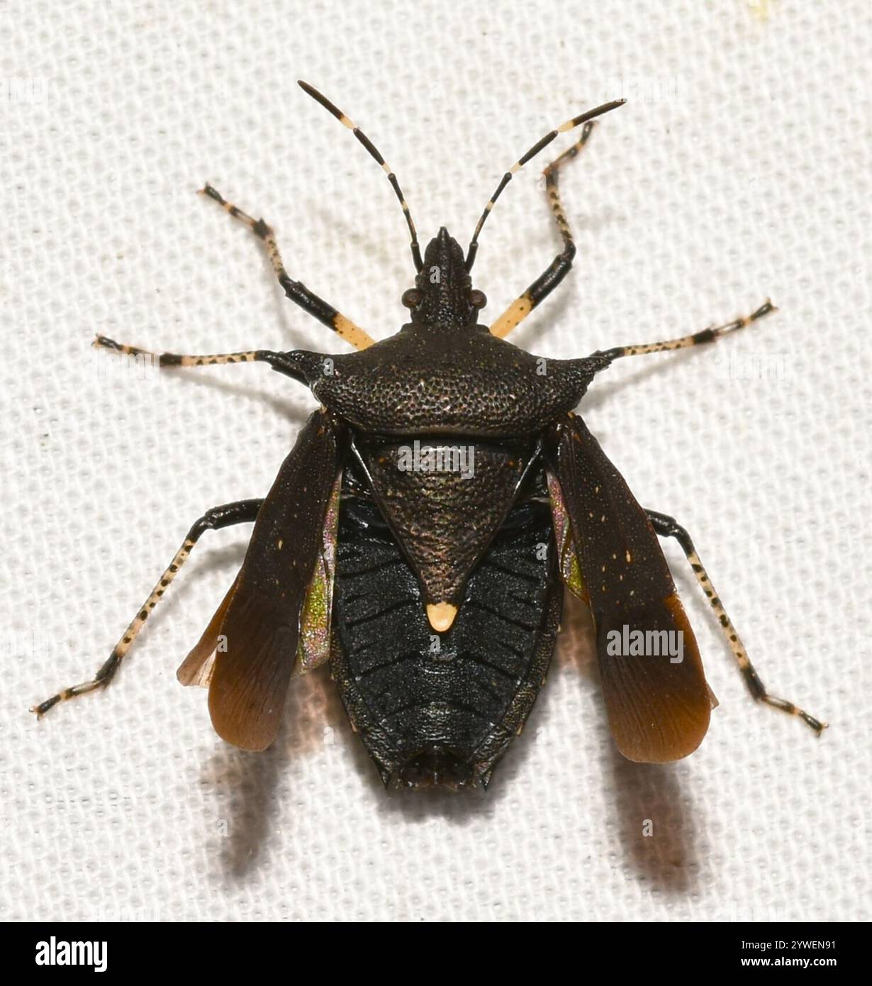 Black Stink Bug (Proxys punctulatus Stock Photo - Alamy