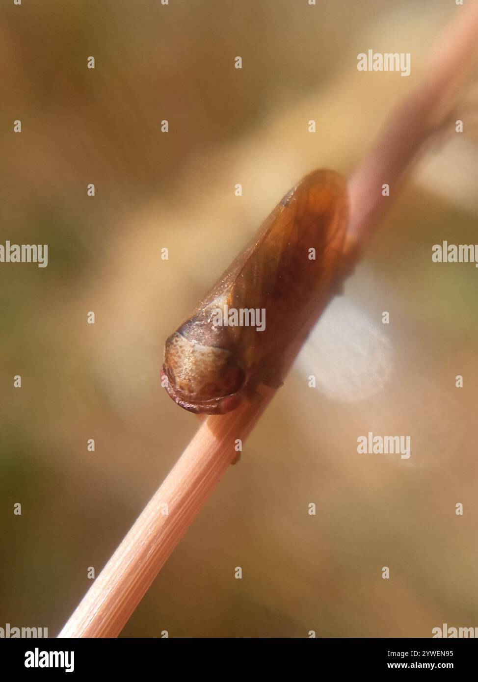 oak leafhopper (Iassus lanio Stock Photo - Alamy
