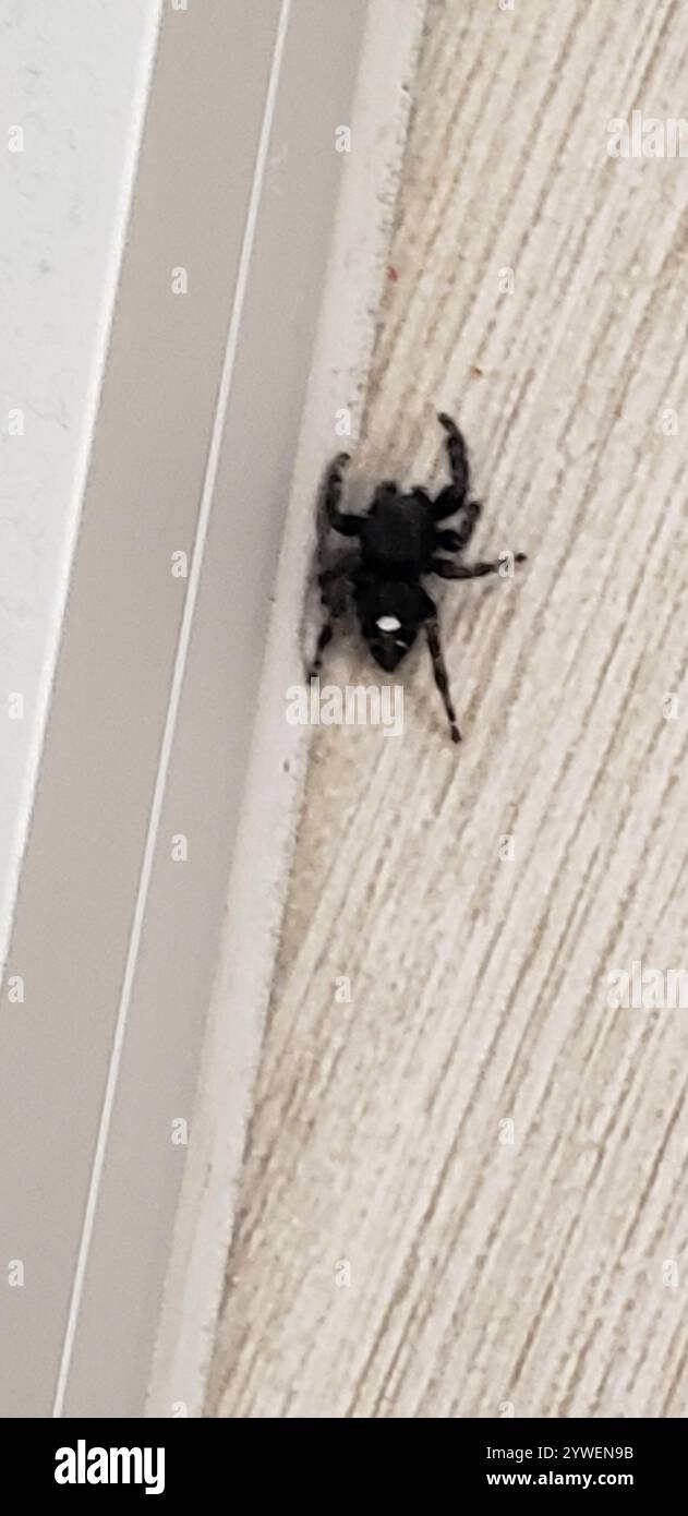 Bold Jumping Spider (Phidippus audax Stock Photo - Alamy