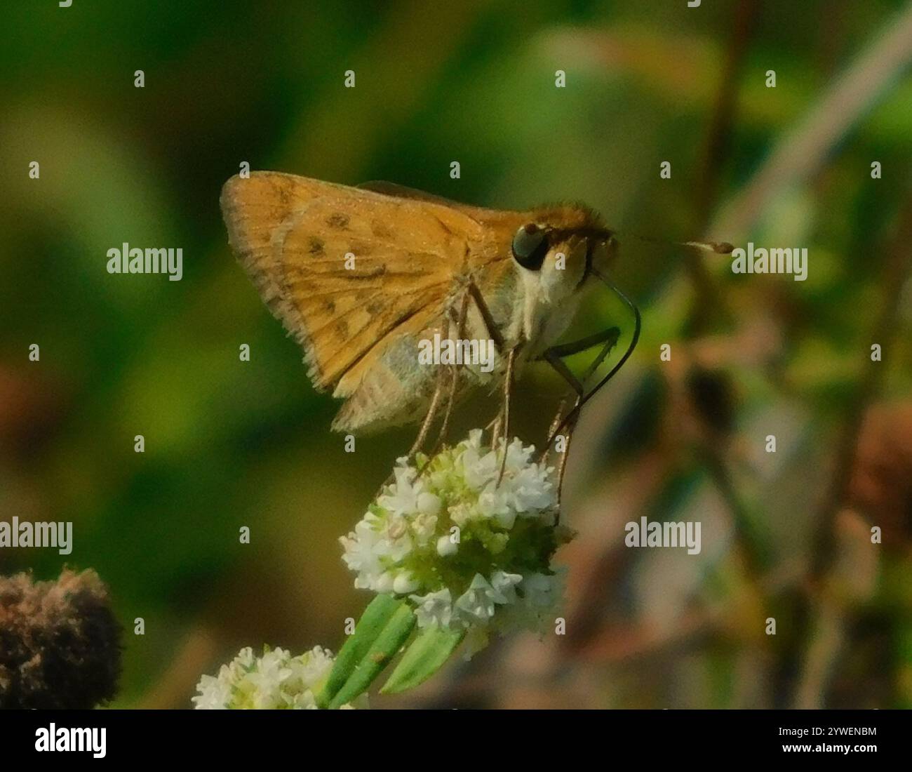 Fiery Skipper (Hylephila phyleus Stock Photo - Alamy