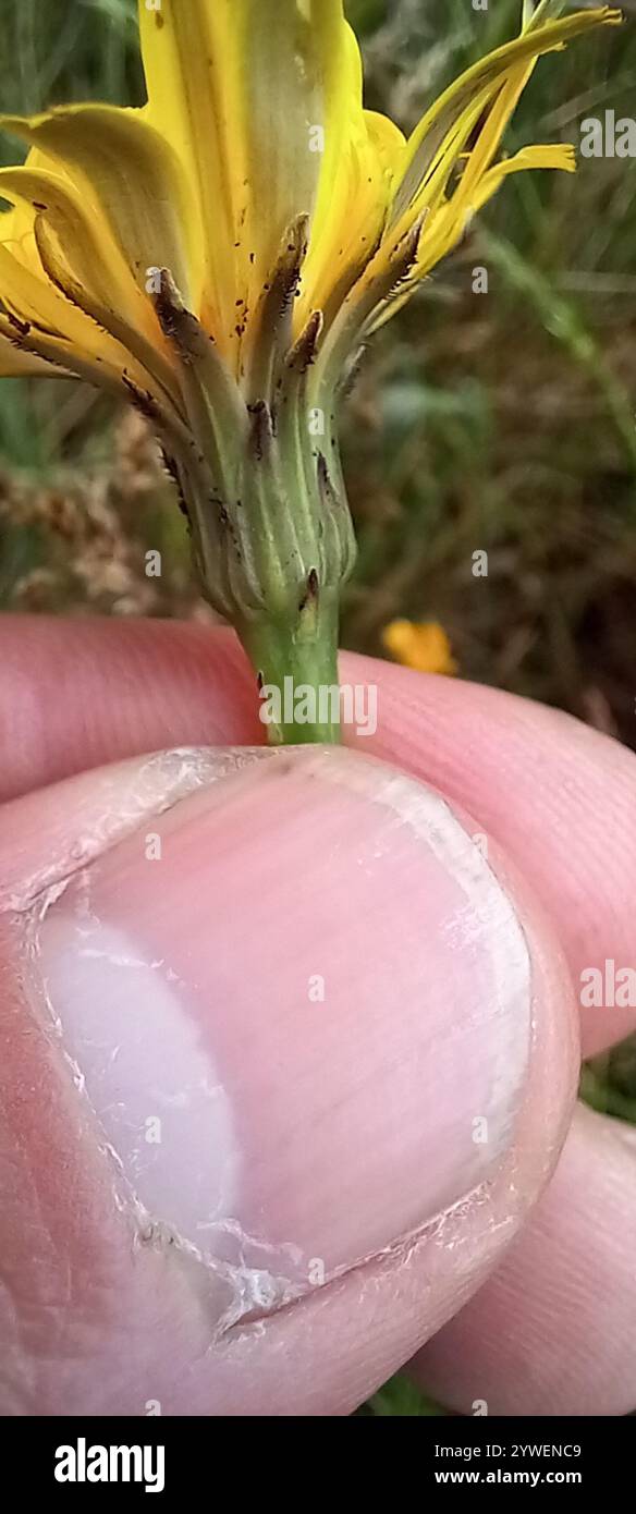 Common Cat's-ear (Hypochaeris radicata Stock Photo - Alamy