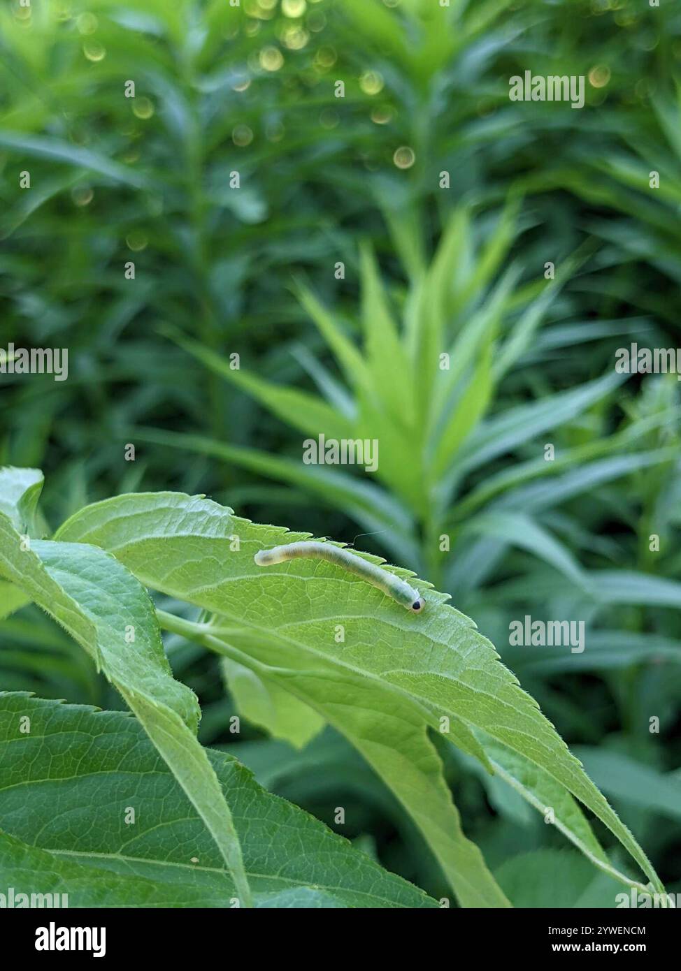 Winged and Once-winged Insects (Pterygota Stock Photo - Alamy