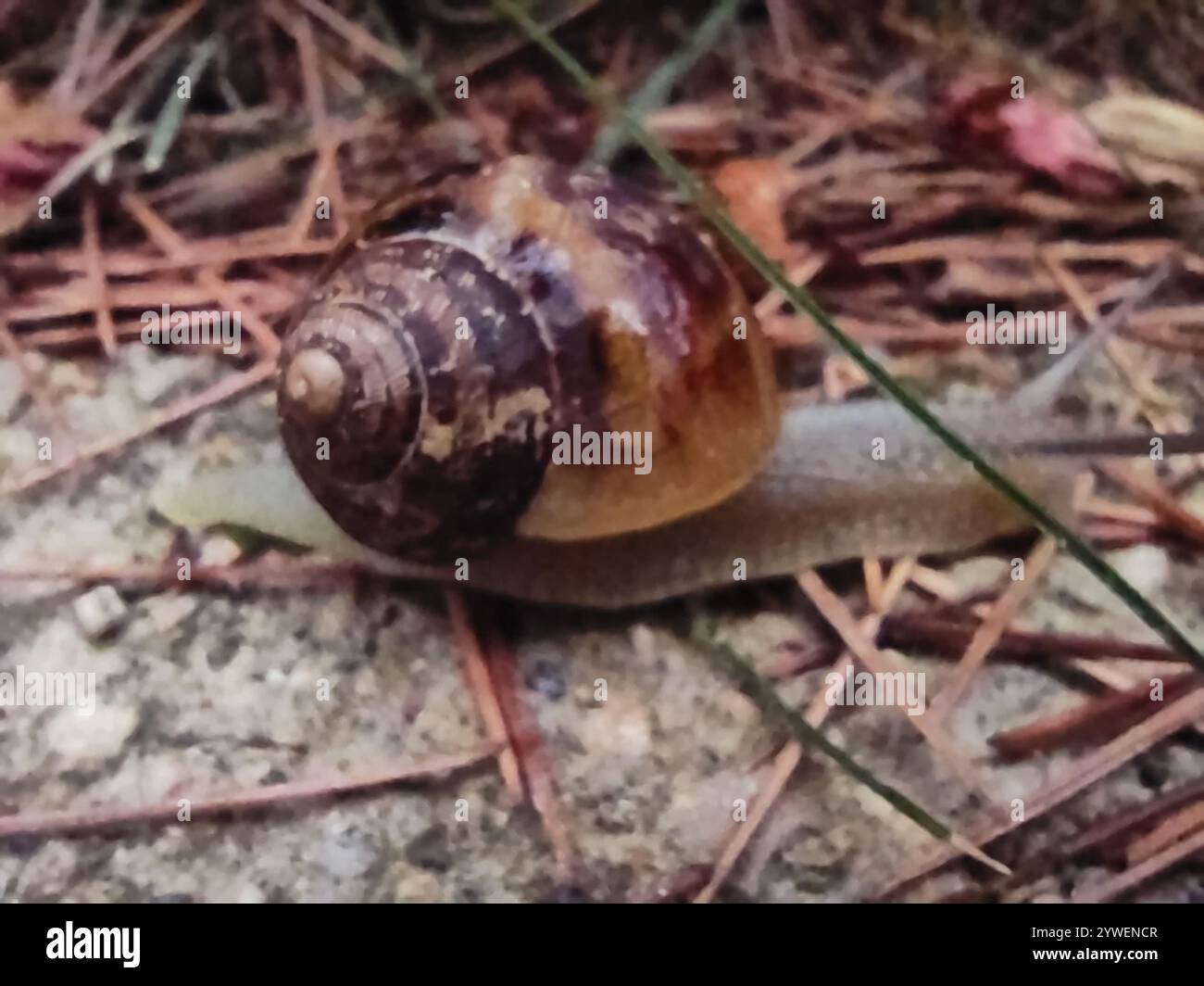 Garden Snail (Cornu aspersum Stock Photo - Alamy
