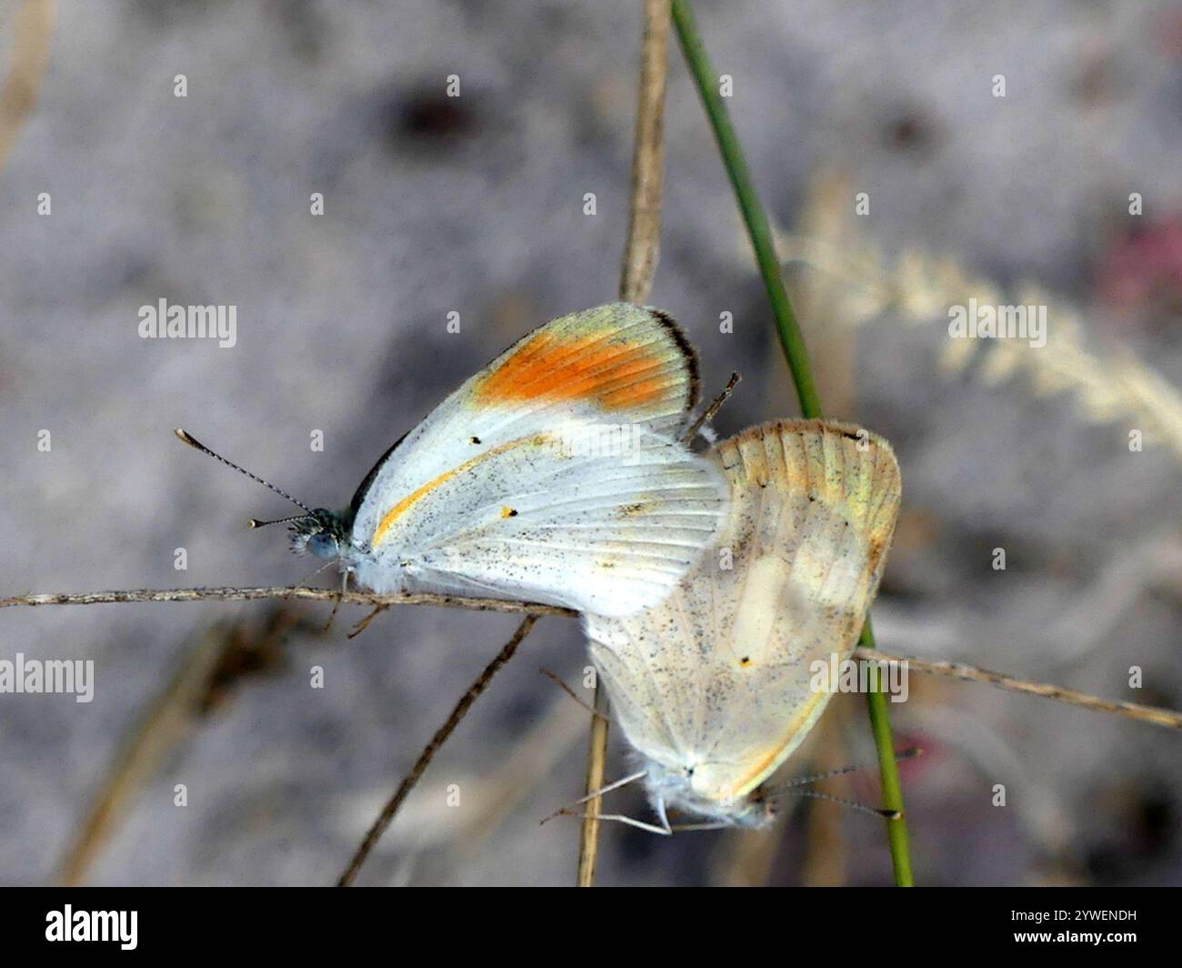Colotis evagore hi-res stock photography and images - Alamy
