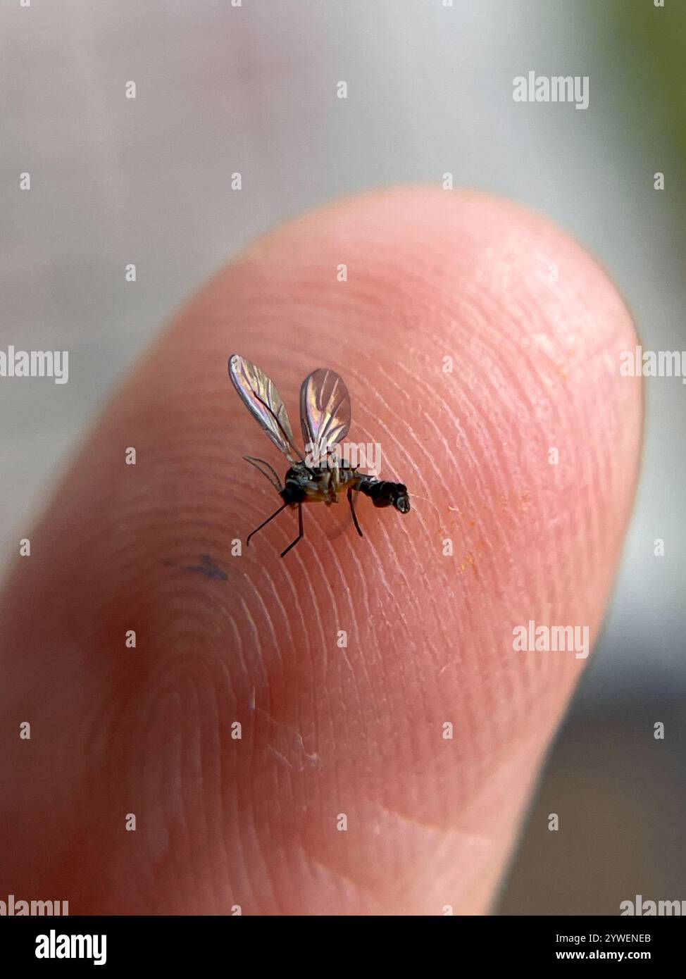 Dark-winged Fungus Gnats (Sciaridae Stock Photo - Alamy