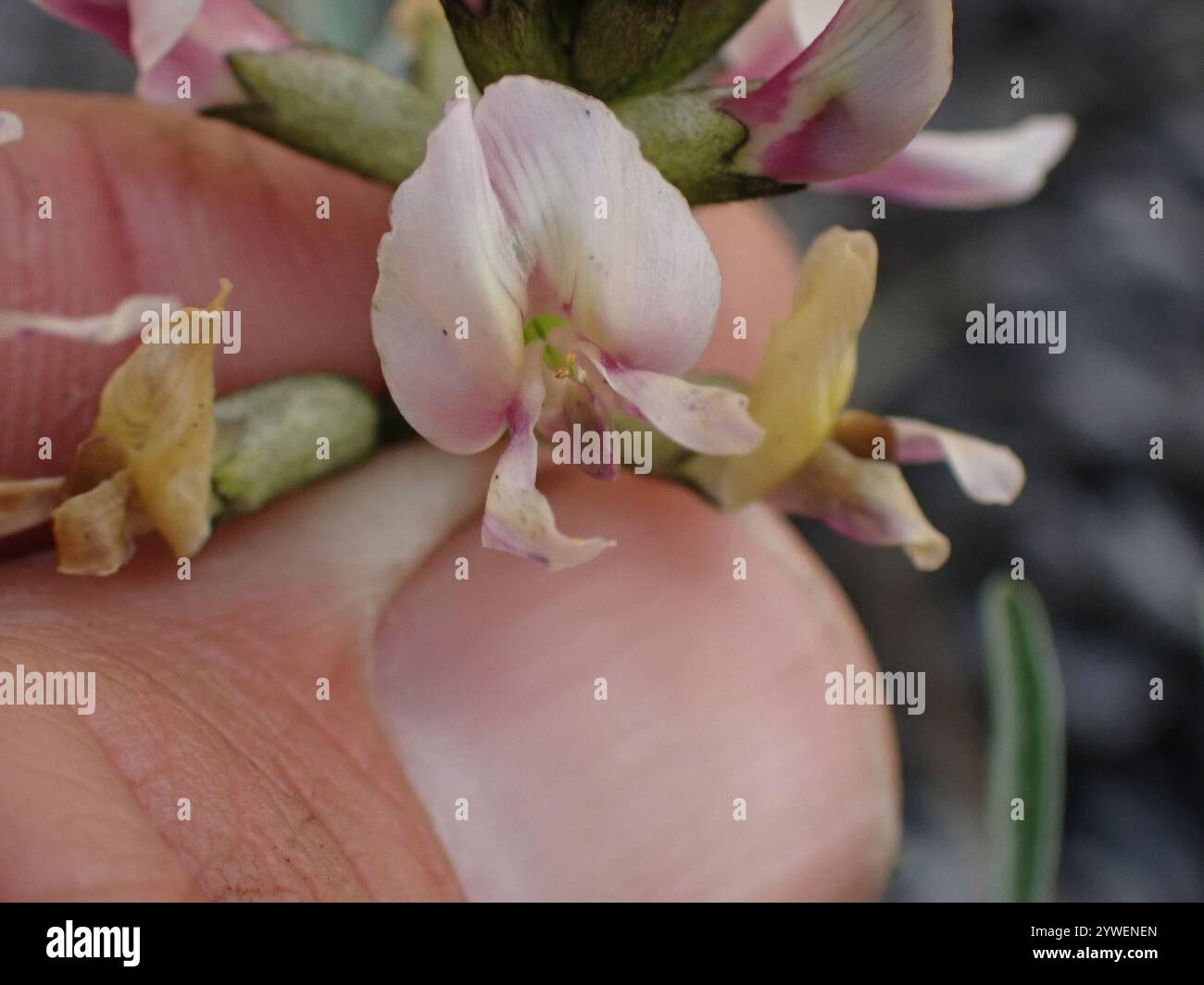 Woody-pod Milkvetch (Astragalus sclerocarpus Stock Photo - Alamy