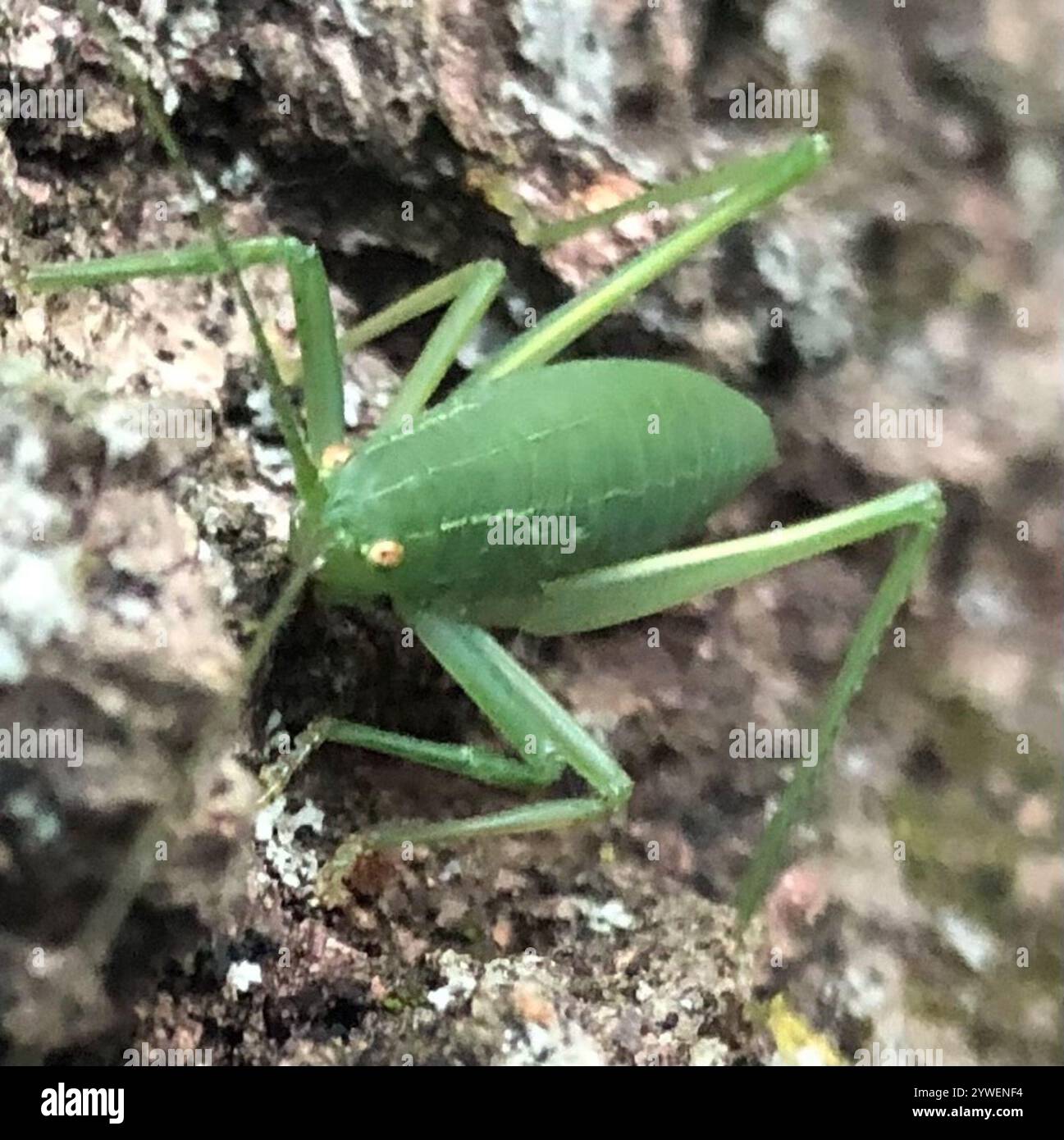 Common True Katydid (Pterophylla camellifolia Stock Photo - Alamy